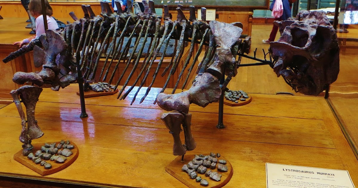 Sciency Thoughts: Lystrosaurus murrayi & Lystrosaurus declivis: One ...