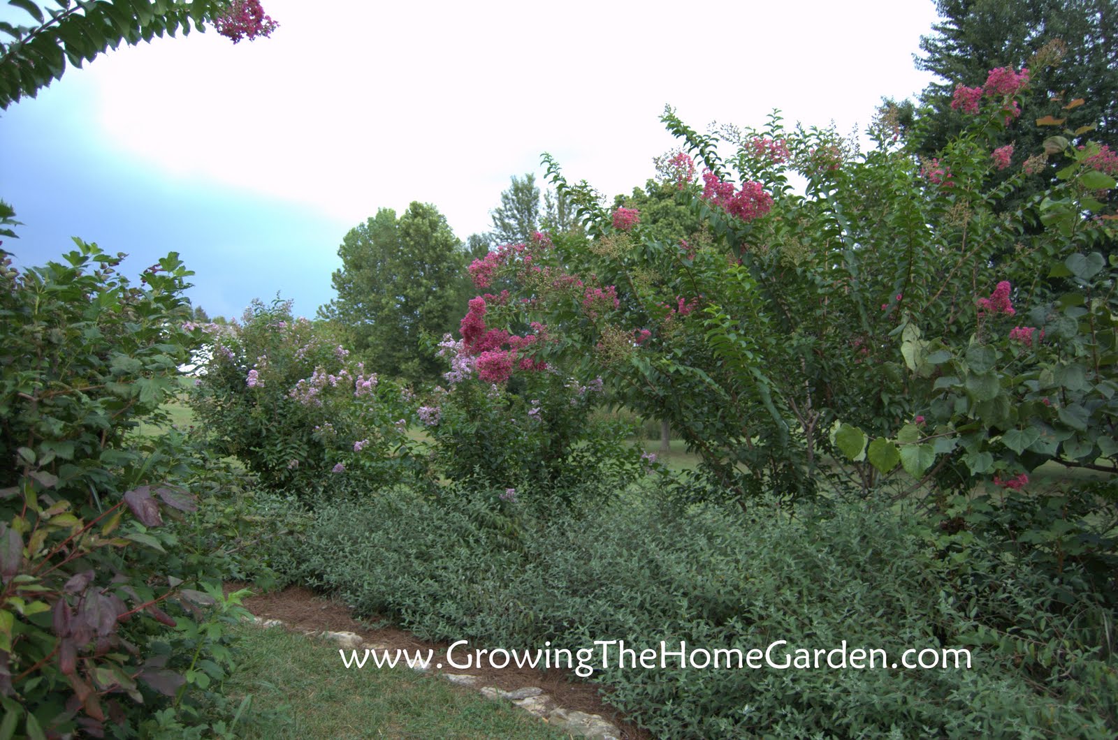 Gardening: The Crape Myrtle Border