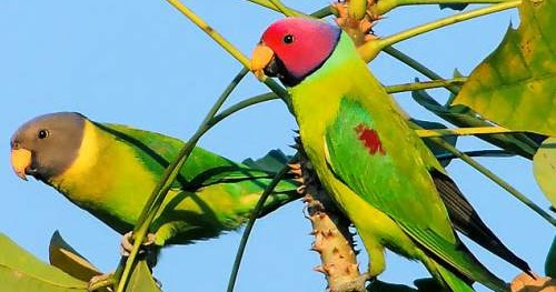 Plum-headed parakeet | Birds of India | Bird World