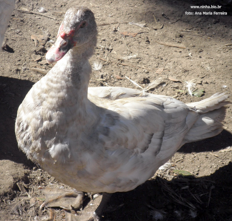 PATO - JJS PAISAGISMO & AGROPECUARIA