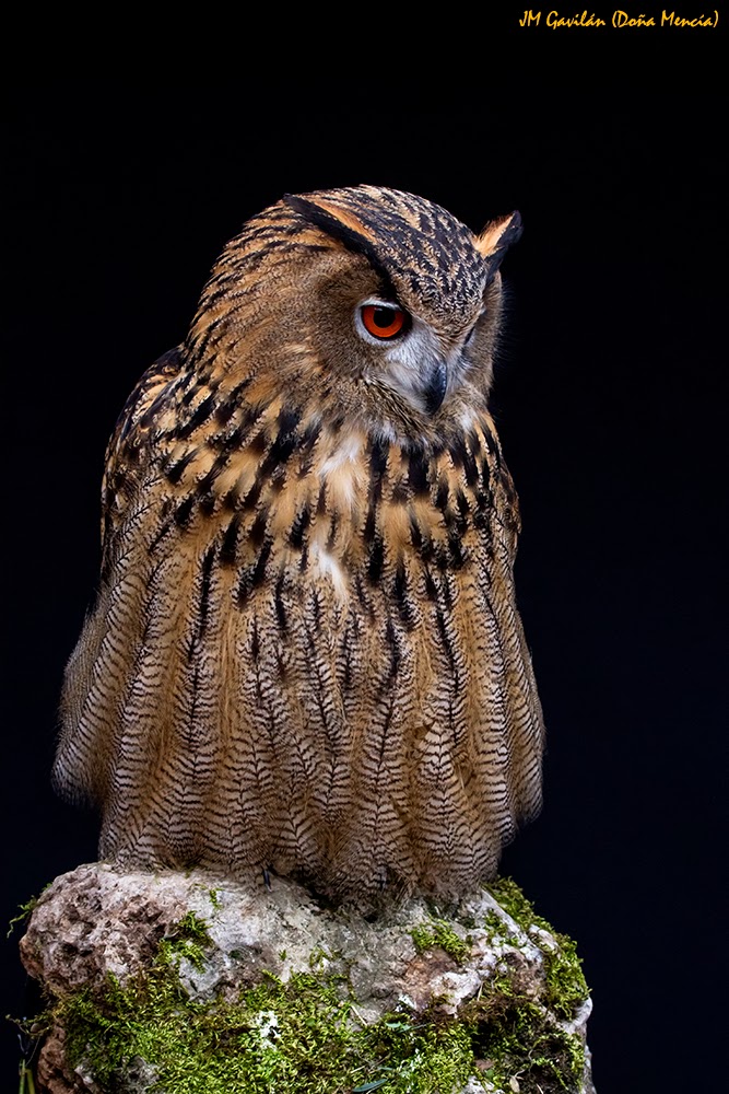 Fotografía de Naturaleza - JM Gavilán: Búho real, el Gran Duque (Bubo bubo)