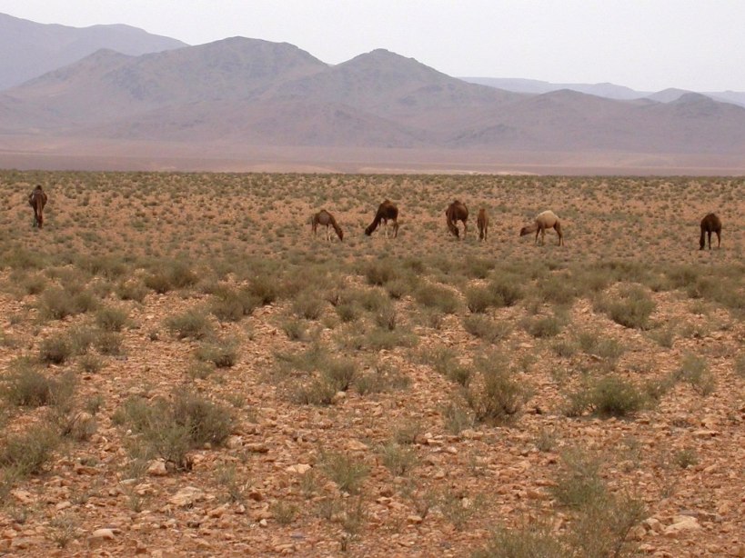 Viajes naturalistas y otras hierbas: Marruecos 6 (2008) Estepas y ...