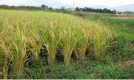 KILIMO BORA CHA MPUNGA - TANZANIA NA KILIMO