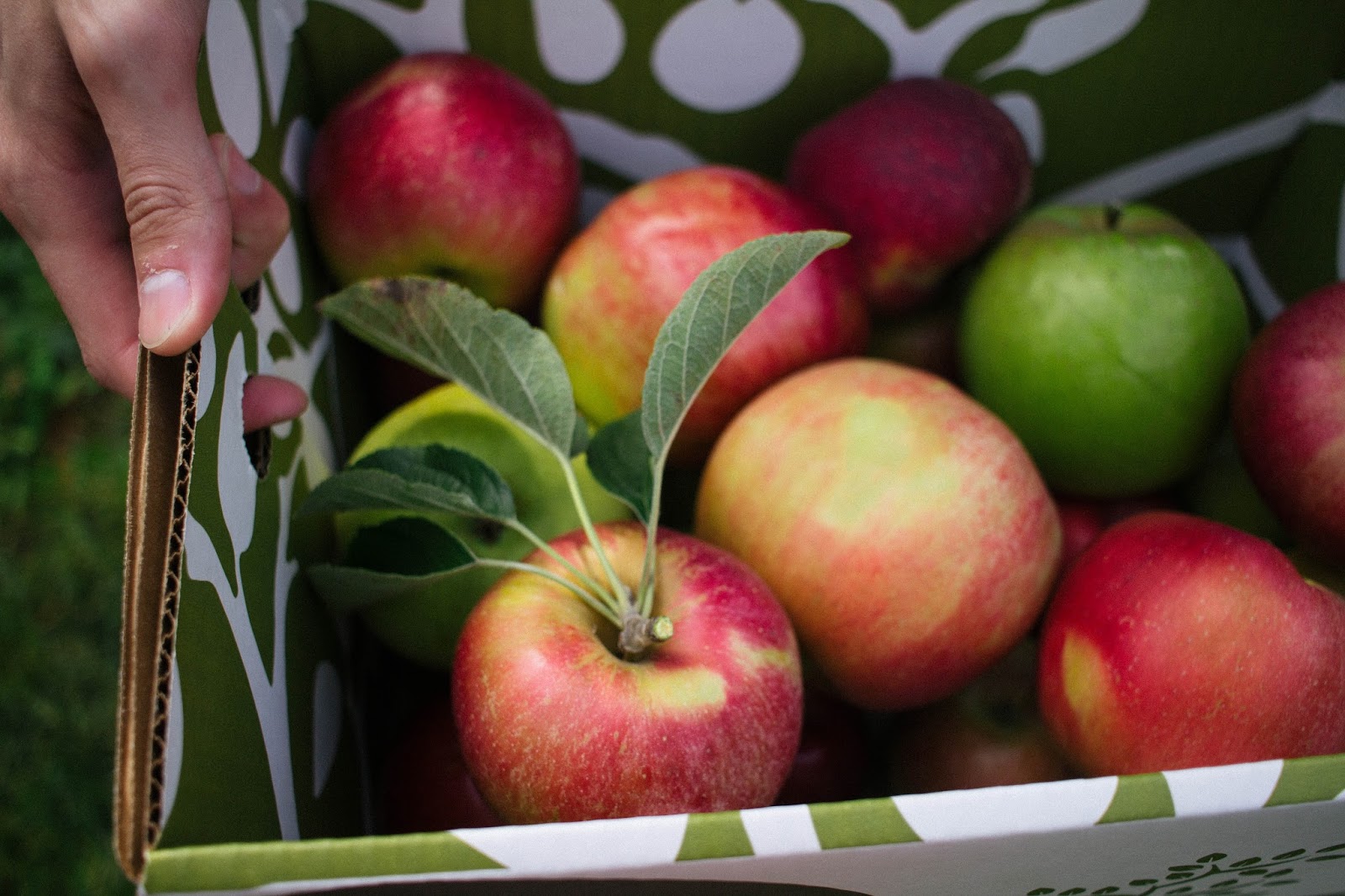 Sunday Afternoon Apple Picking