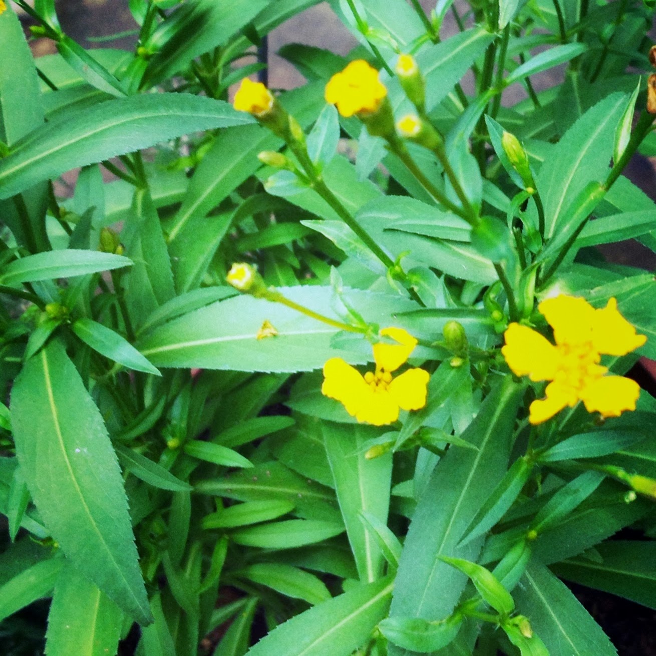 La Cocina de Luis: Flores de Estragón