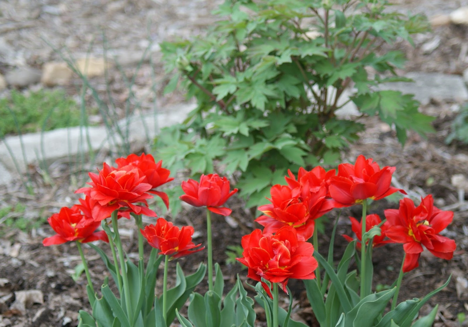 Visit My Garden: Imposters in the Peony Bed