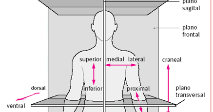 .: Términos direccionales de anatomía