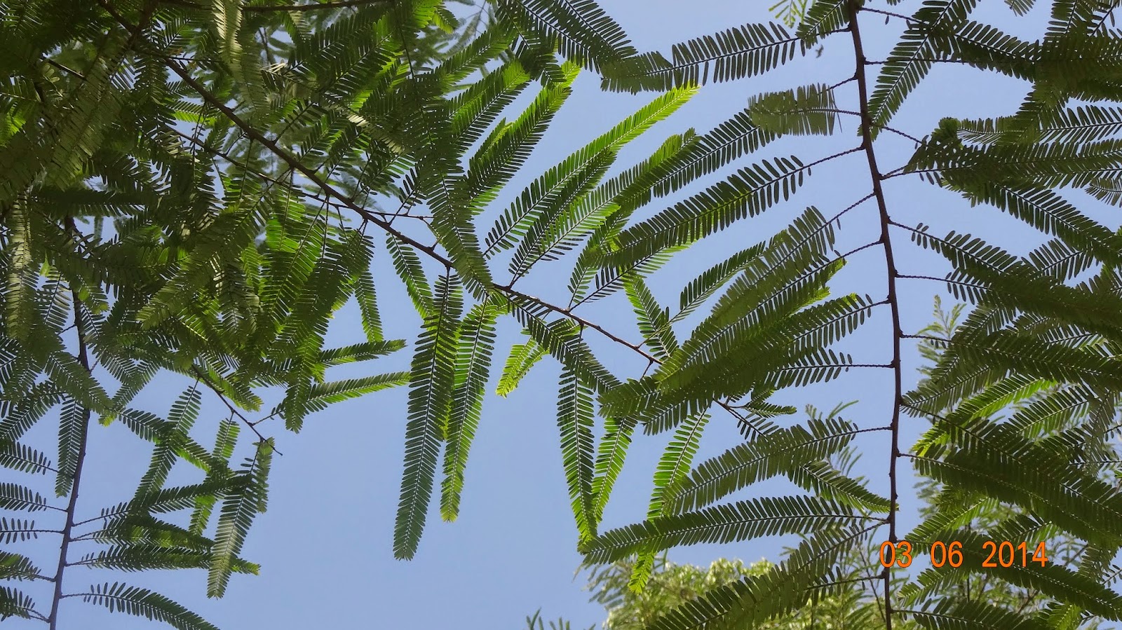 Plants of Lahore: Amla tree- Phyllanthus emblica- Indian Gooseberry ...