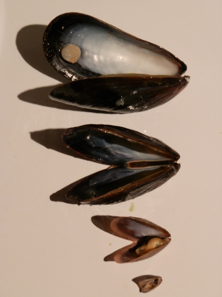 MUSSELS FOR CHRISTMAS - Belgian Style | So Today I...