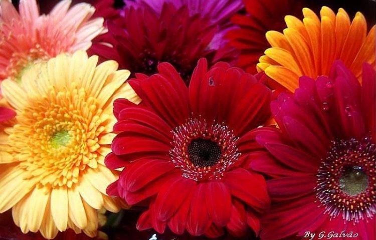 Mundo de Cissa: Flores, muitas flores