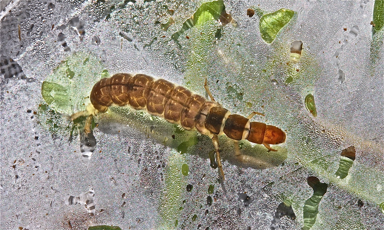 Aquatic Insects of Central Virginia: Assigning Tolerance Values and the ...