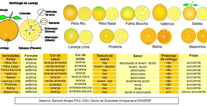 Laranja - Importância econômica: As variedades da laranja