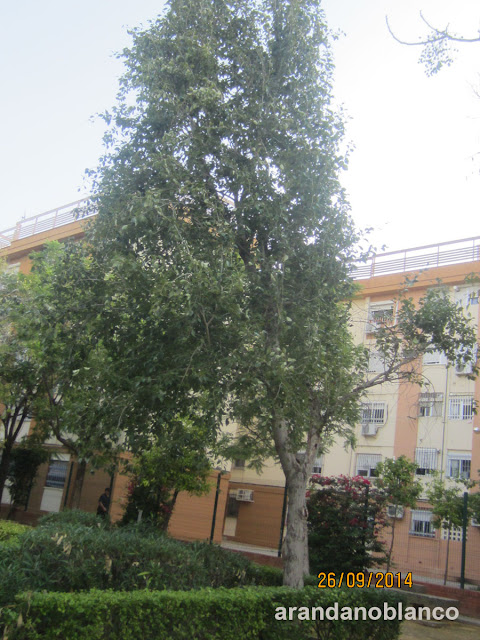 elarbolmiamigo-encinarosa: Populus simonii / Chopo simoni / Chopo de ...