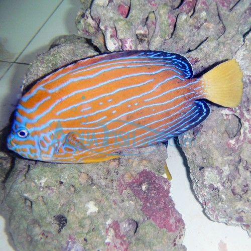 Marine Fish (AquaFishViet.com): Blueline Angelfish