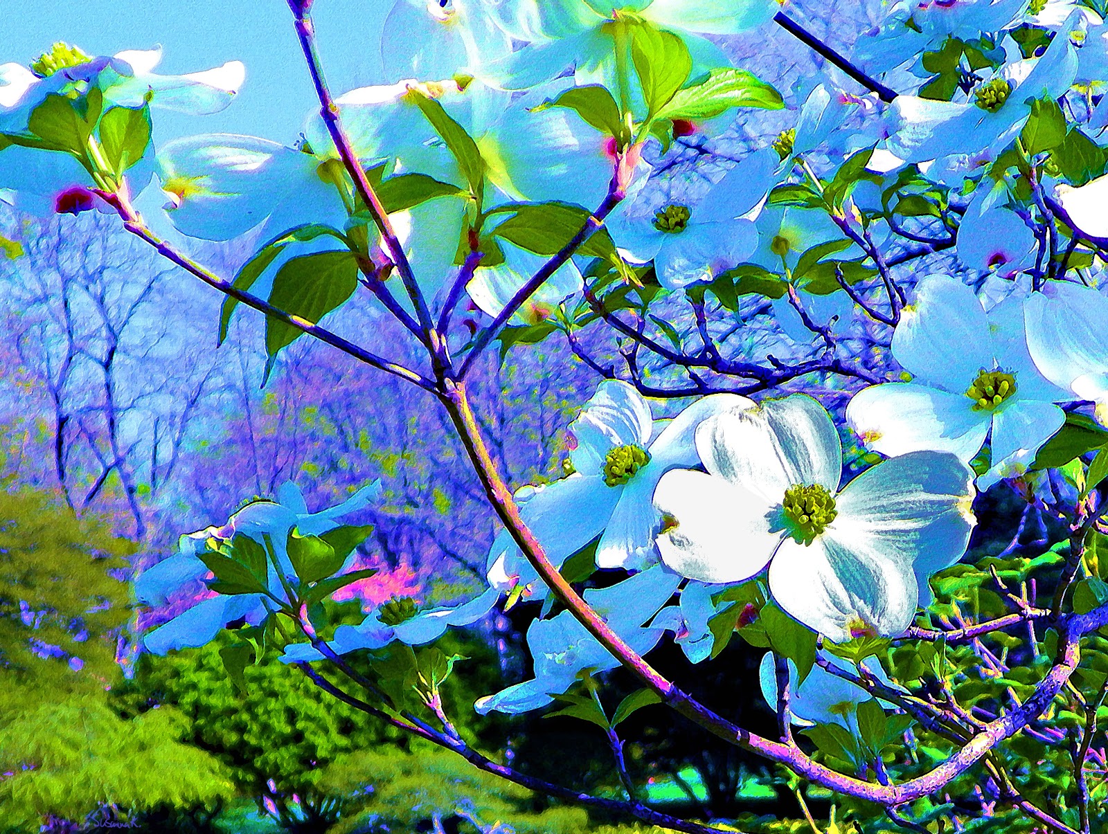 Original Fantasy Paintings And Prints: Painting Of Dogwood Flowers In ...