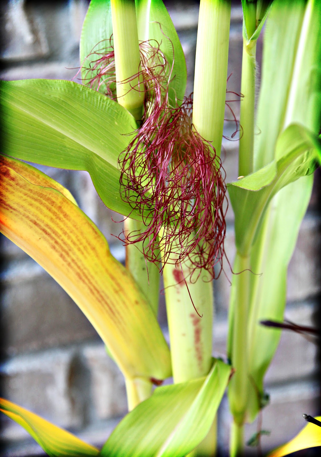 Silking Stage | Bernier-isms & Random Thoughts