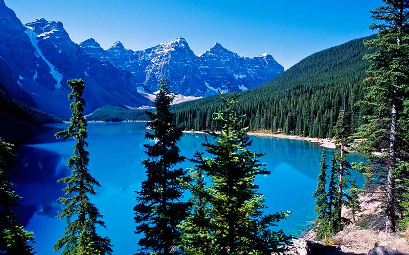 ecologia: TAIGA O BOSQUE BOREAL