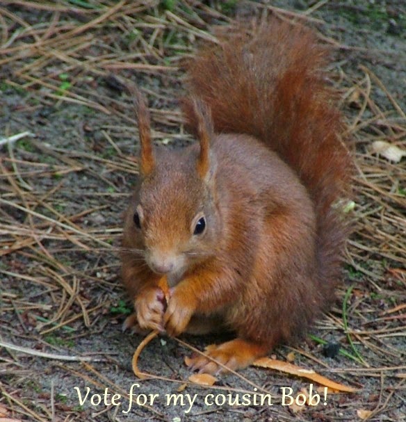 The RSPB Liverpool Local Group: VOTE FOR BOB
