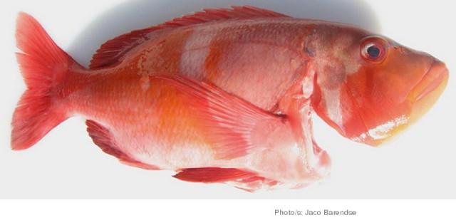 LEKKER RESEPTE VIR DIE JONGERGESLAG: HEEL VIS / FILETTE