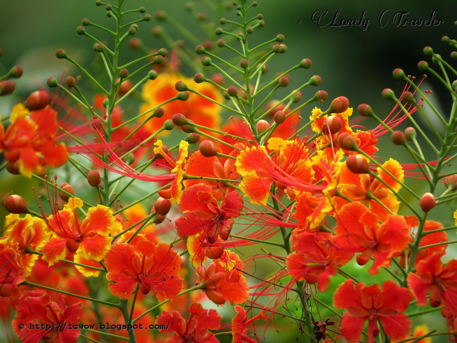 Radhachura (রাধাচূড়া ফুল) - Caesalpinia pulcherrima
