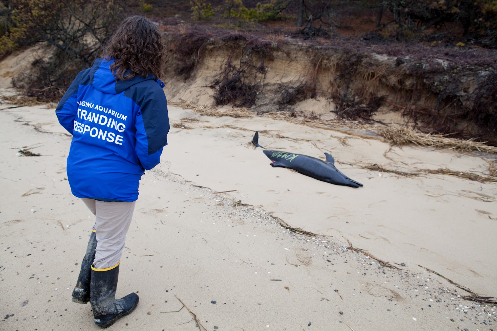 Courtney Sacco Photography: Dolphins Stranded on Cape Cod