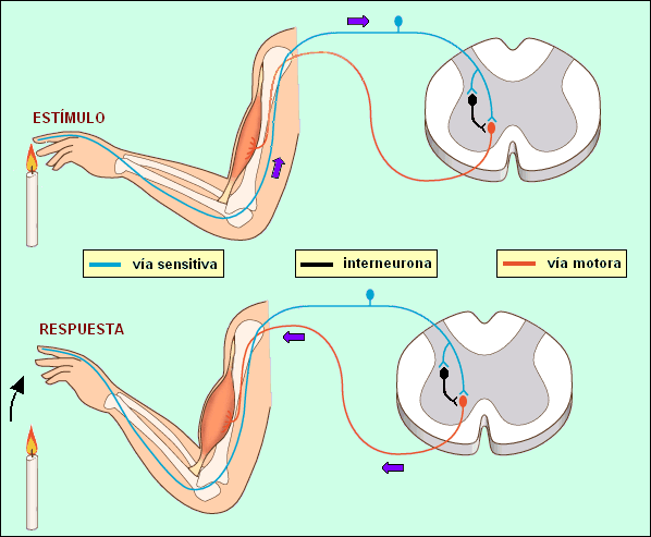 Sistema Nerviós 3r A
