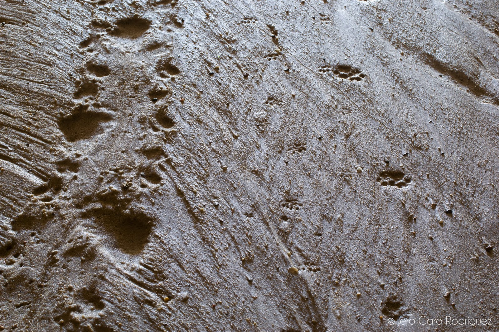 MI VISIÓN DE LA NATURALEZA: Algunas huellas