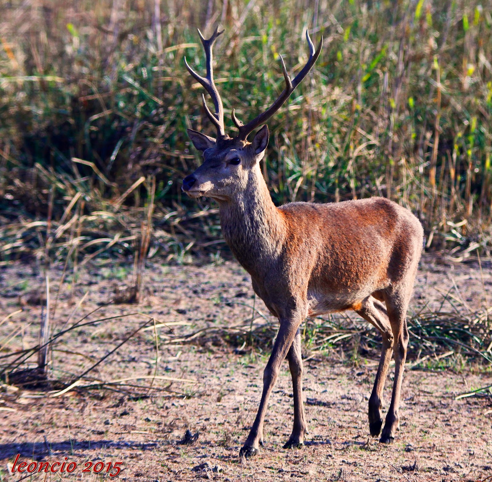 FOTOGRAFÍA Y NATURALEZA EN ANDALUCÍA: DIGISCOPING,CIERVO COMÚN ( cervus ...