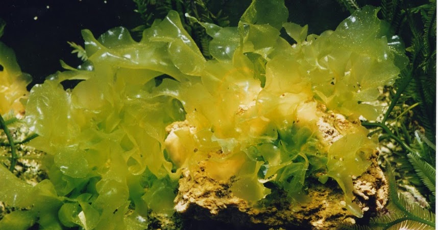 O Melhor da Biologia: Talóftas