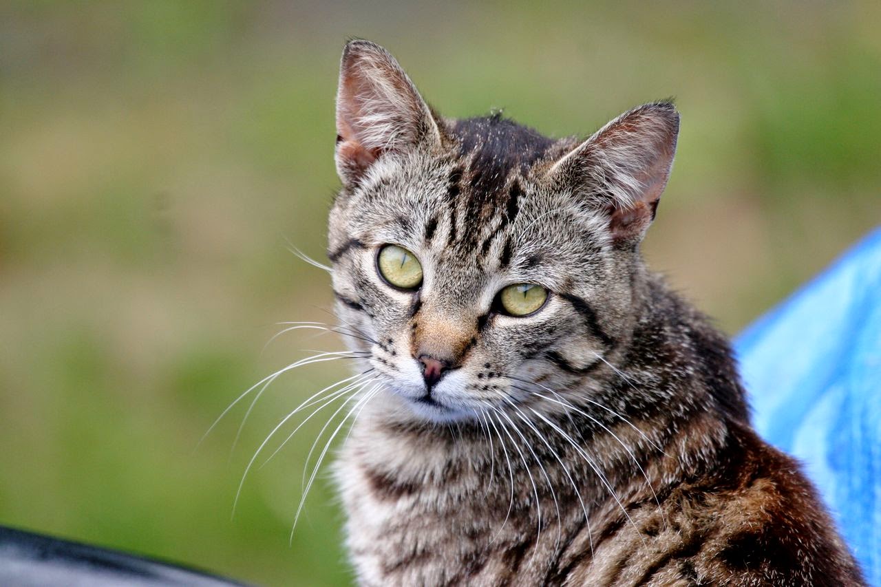 A Feral Tabby Face