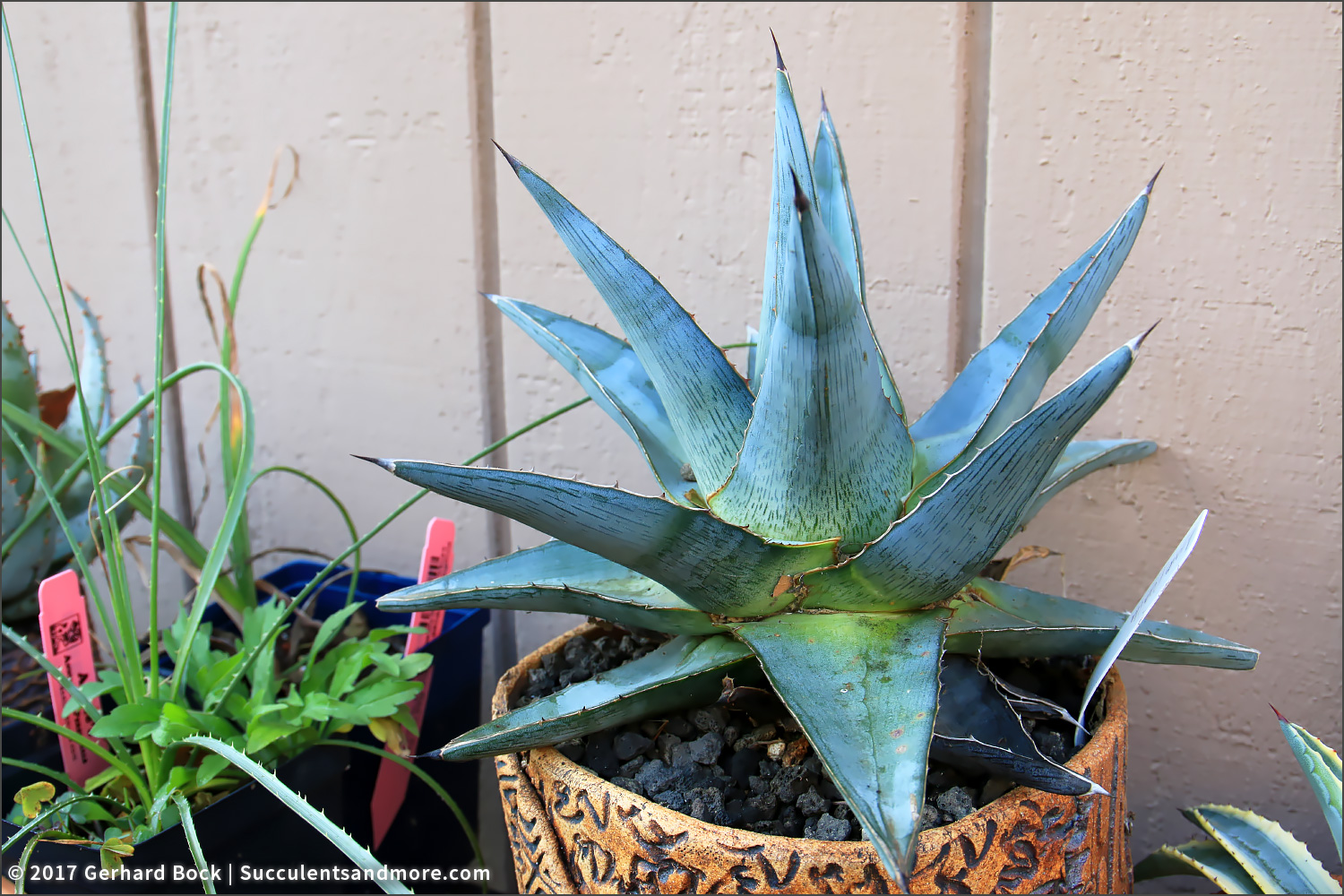 Agave pumila rot—can it be stopped?