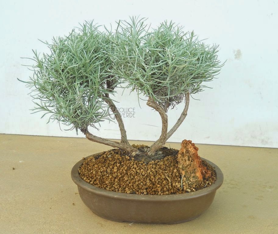 Seminte si plante de gradina hobby: Imortela-Helichrysum