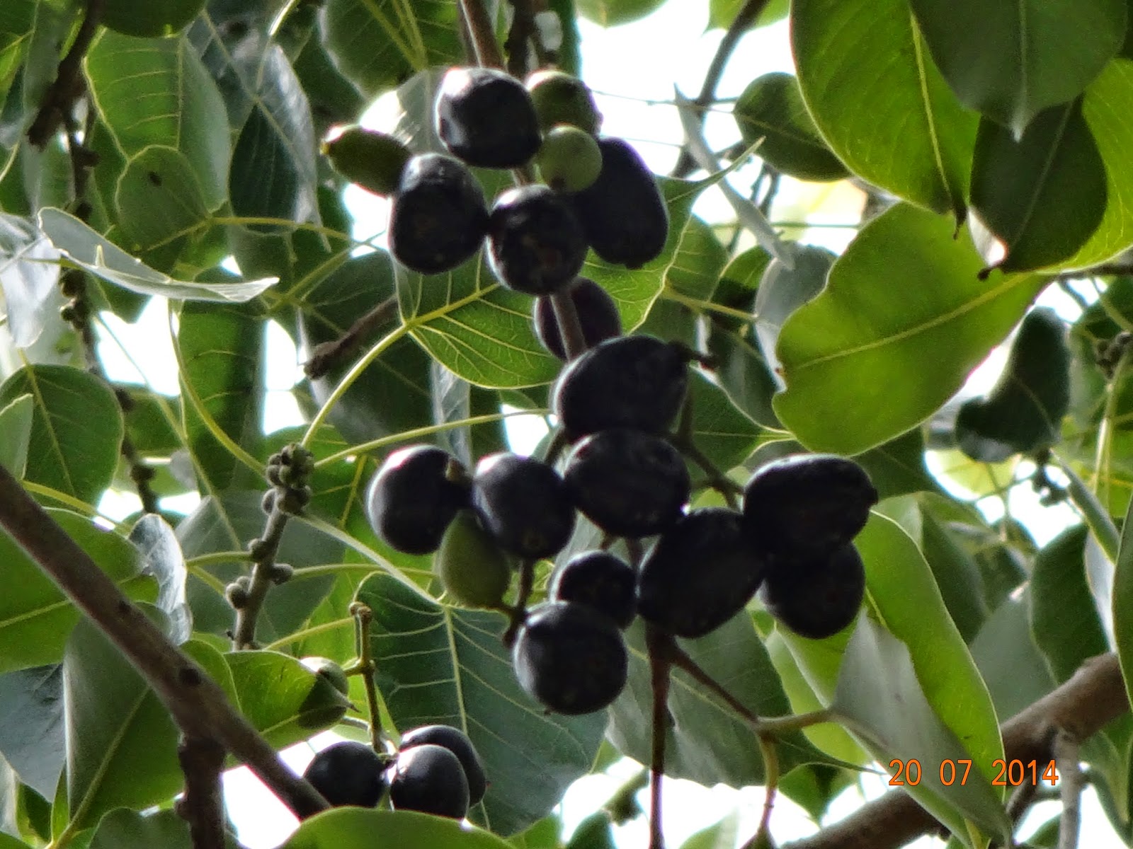 Plants of Lahore - Pakistan: Syzygium cumini- Jambolan Plum- Jaman tree