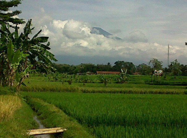 Goresan Aksara Sebutir Debu: Meningkatkan Hasil Panen Padi dengan ...