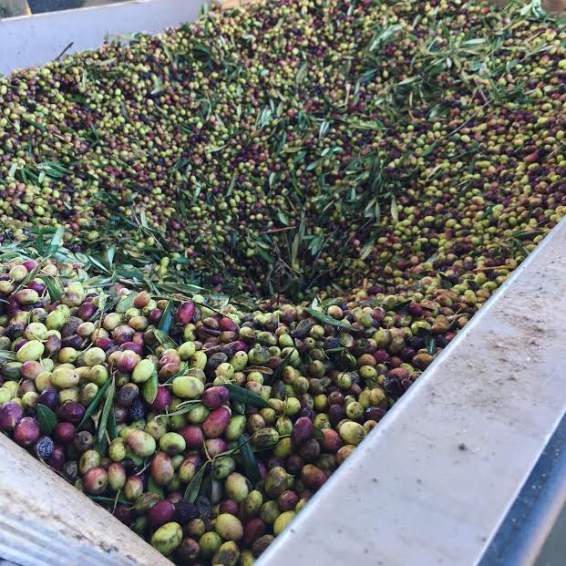 Robson's Farm: Winter Trip to Visit Arizona Ag