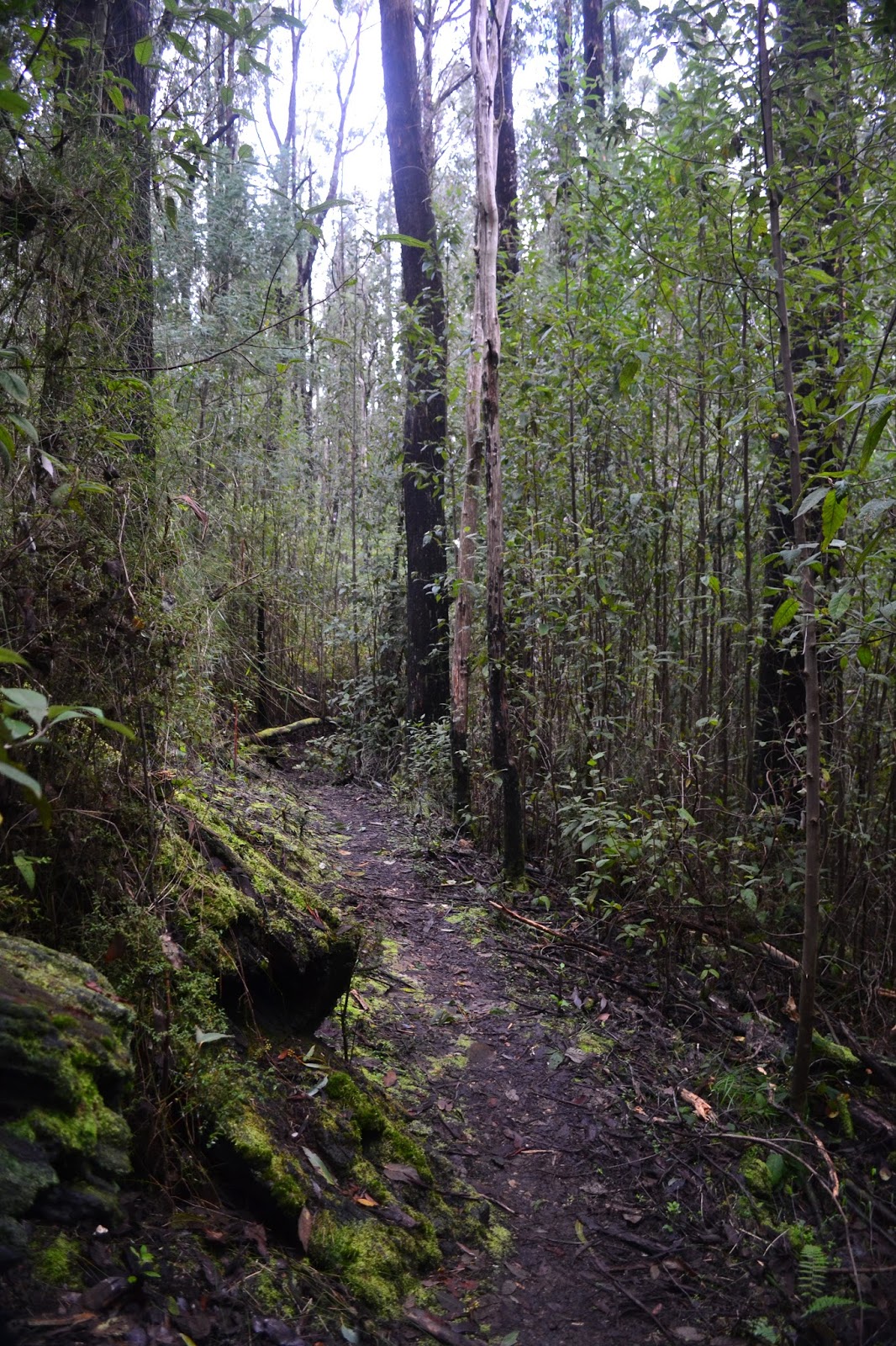 Goin' Feral One Day At A Time: Mt Everard Circuit, Kinglake National ...