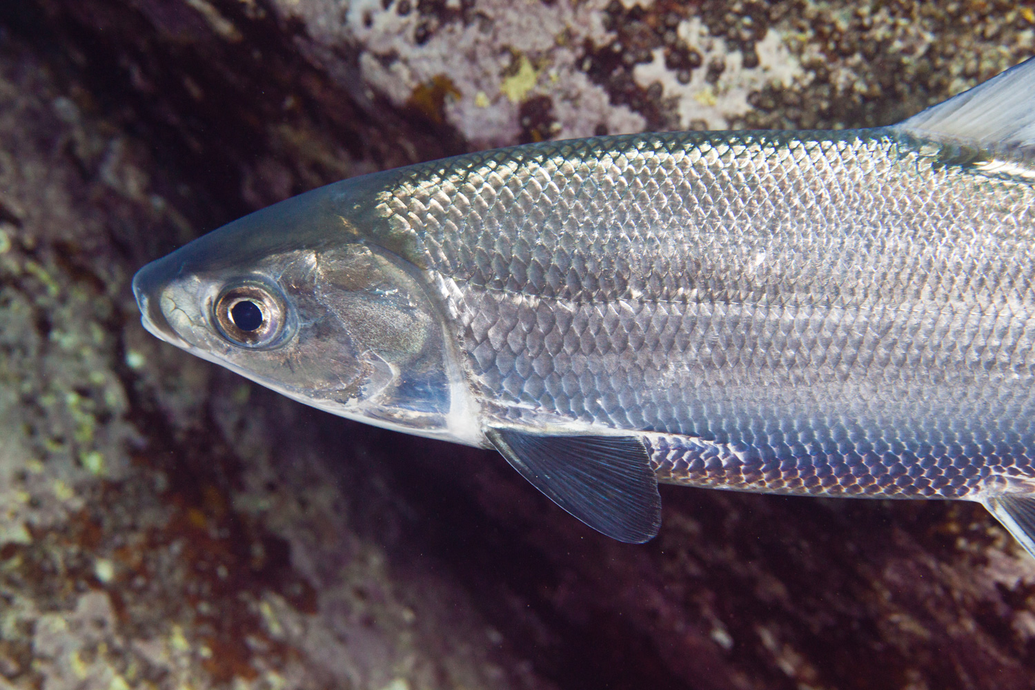 Milkfish Production and Marketing Information - Milkfish Supplier ...