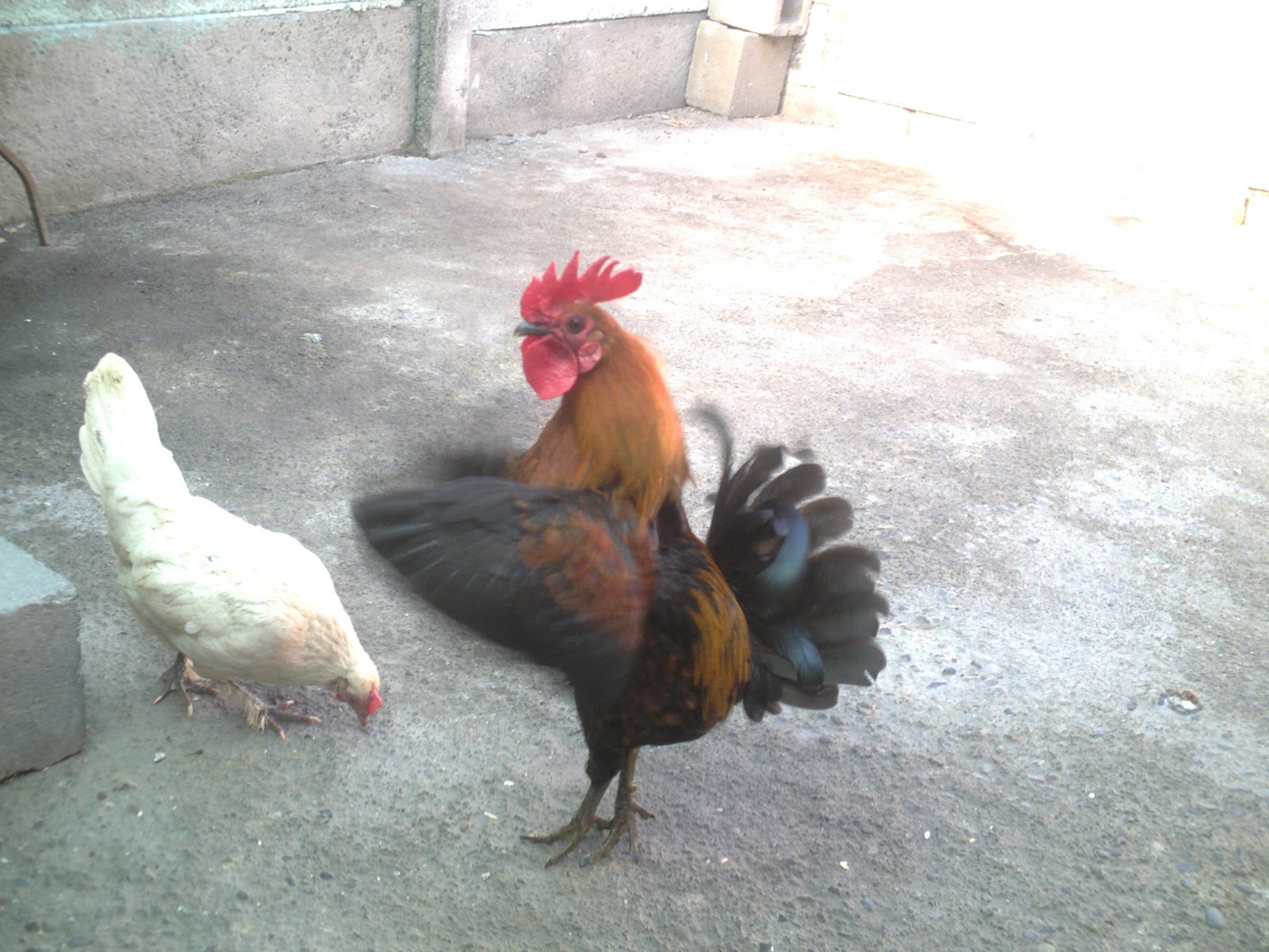 AviZoo Catis: Bantam Old Ingles (kikiriki o gallito de la pacion)