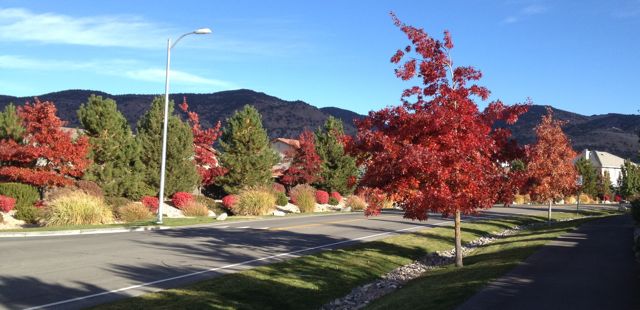 BEAUTIFUL FALL COLORS IN SOUTH RENO ~ analien in south reno