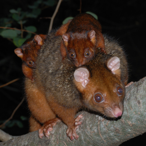Possum TV: Baby Ringtail Surprise