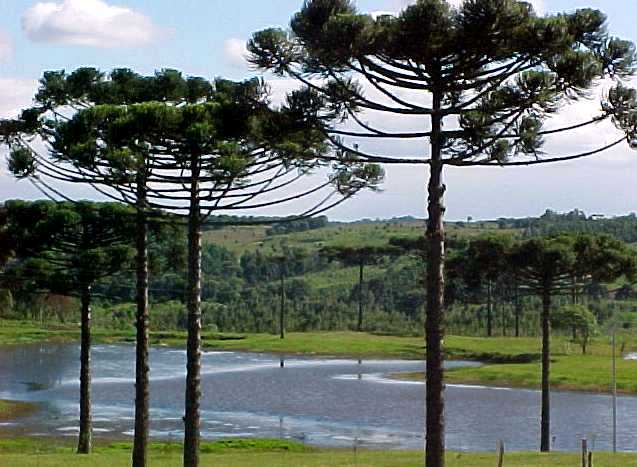Pinheiro do Paraná (Araucaria angustifolia)