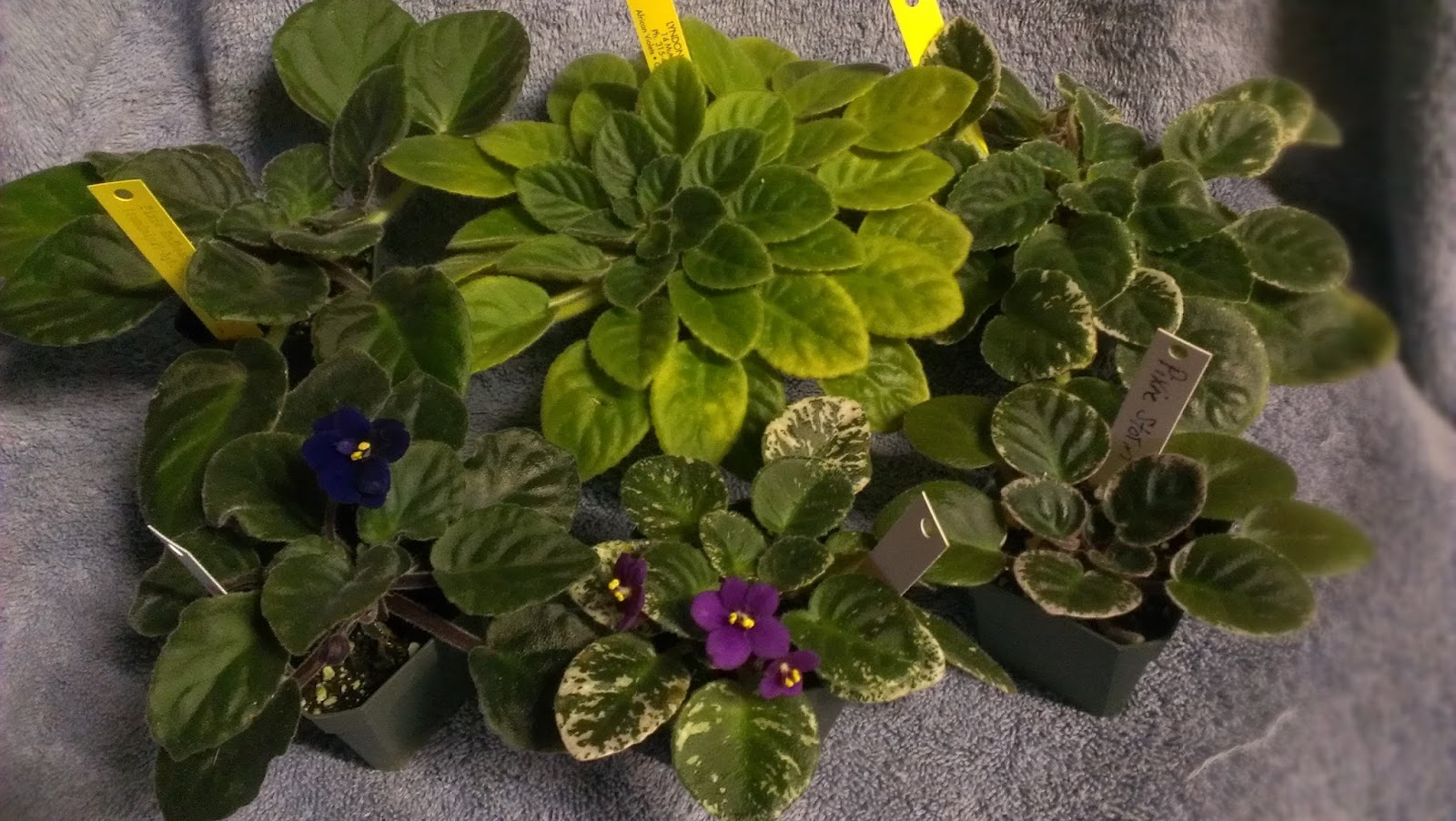 Fuzzy Foliage: August 2013