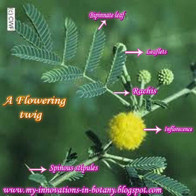 Botany-mother of life: Mimosaceae