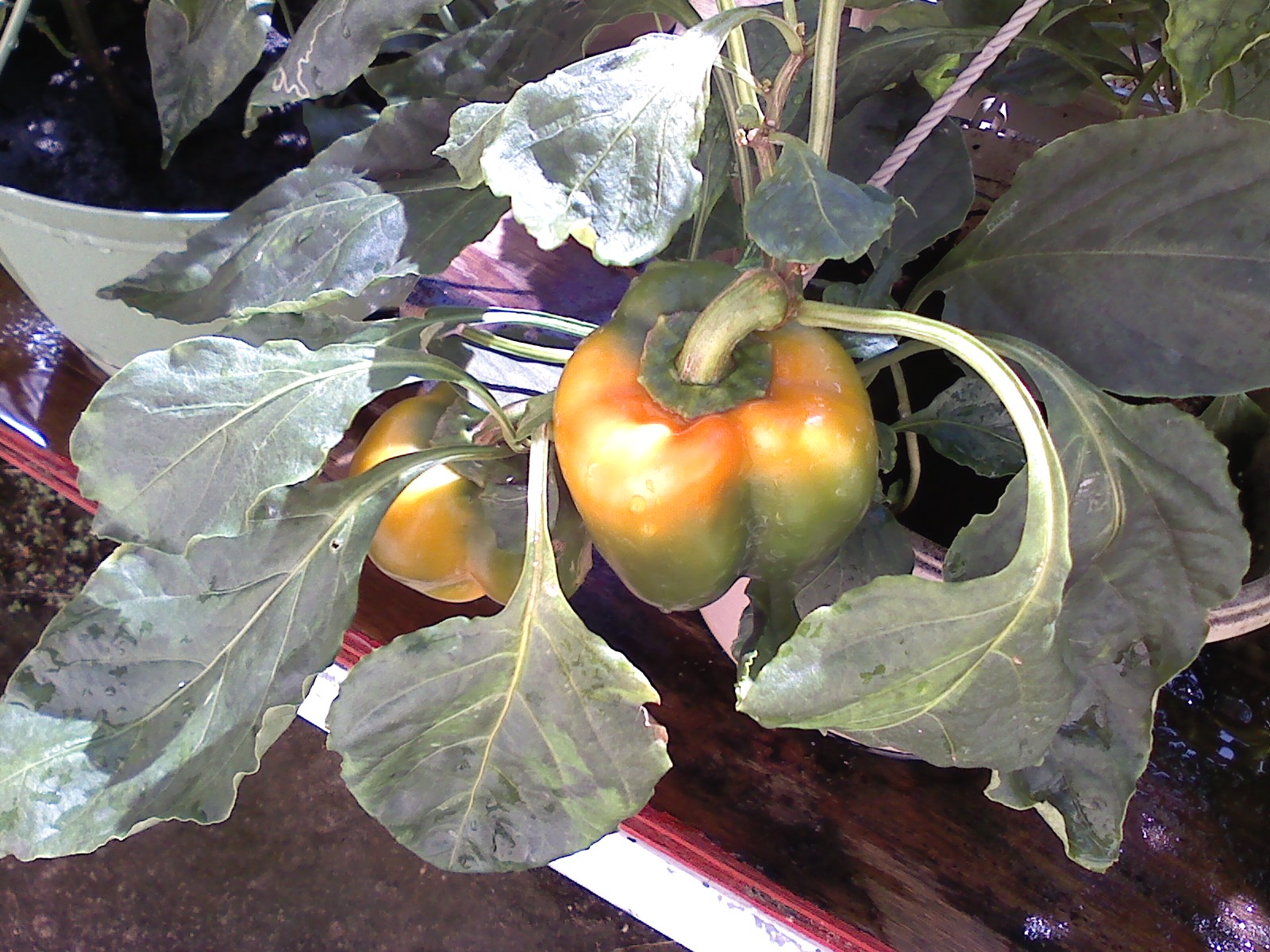 Foto Blog Puerto Rico: Pimientos Morrones cambiando de Color!