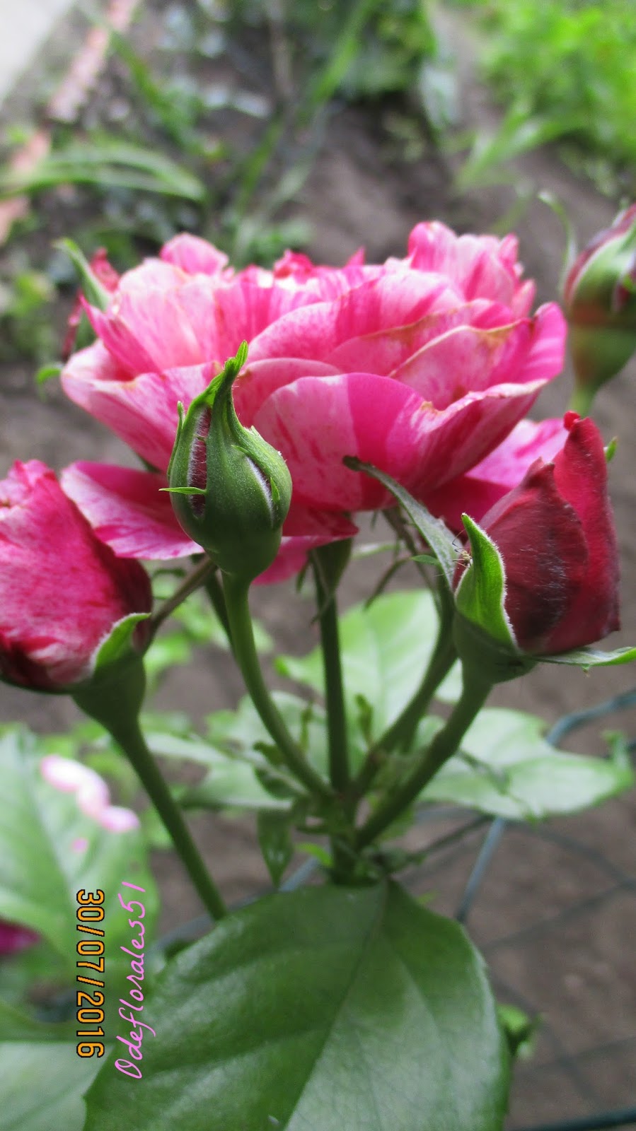 Beautés Florales : Rosier grimpant Ines SASTRE