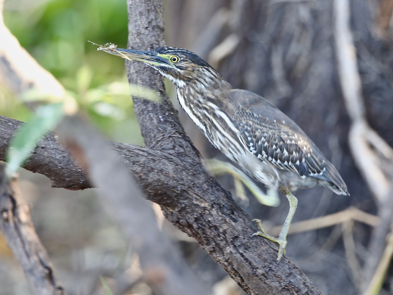 Avithera: Some Top End wetland birds