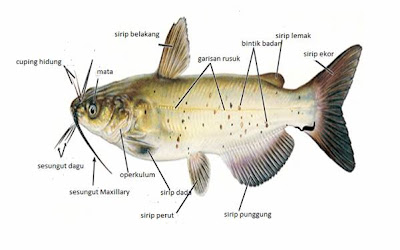 Petak Semai: IKAN BAUNG