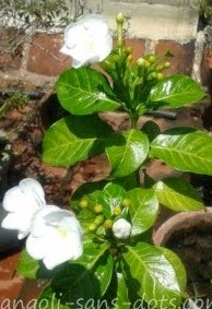 Home flower garden ideas pictures and tips