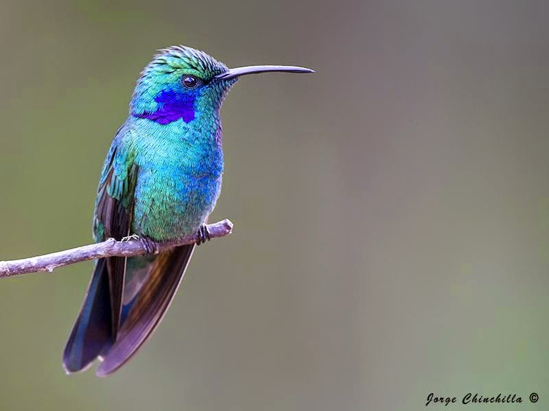 Argentina nativa: Colibrí chico (Colibri thalassinus)