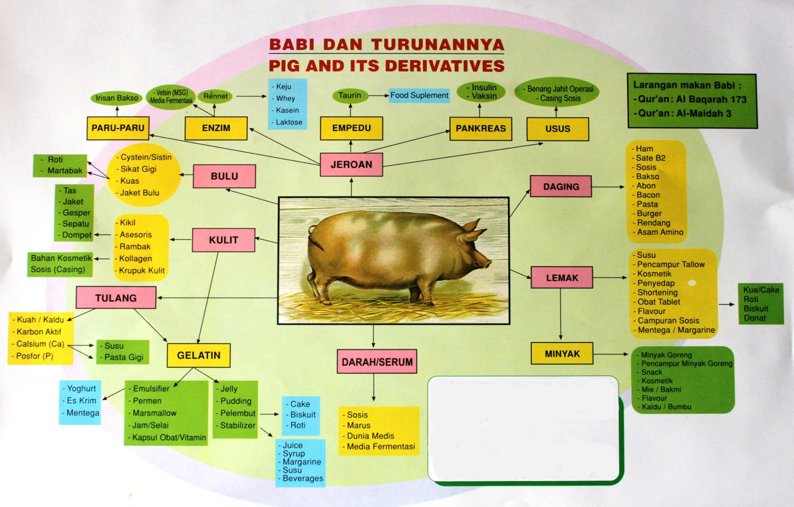 Sekilas Infoo ( News at Glance): Babi dan Turunannya